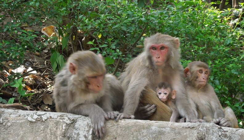 University of Wisconsin-Madison Resumes Cruel Testing On Monkeys - The Dodo