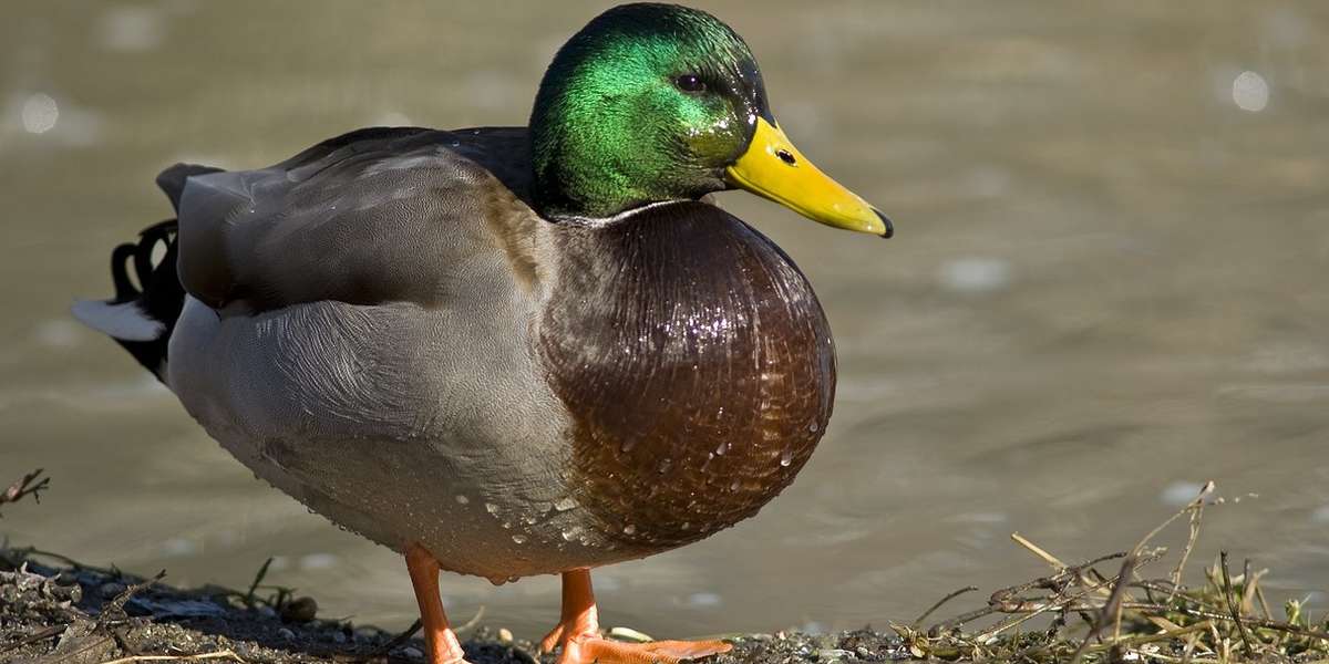 Smart Ducks Flock To City Pond For Safety During Hunting Season - The Dodo