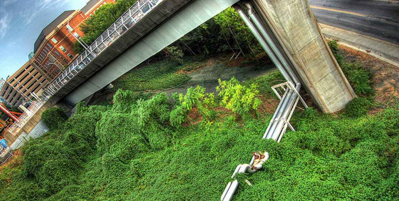 10 Disastrous Consequences Of Humans Importing Invasive Species - The Dodo