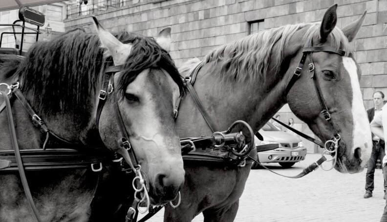 Workhorse: We Need To Unburden New York City’s Most Abused Workers ...