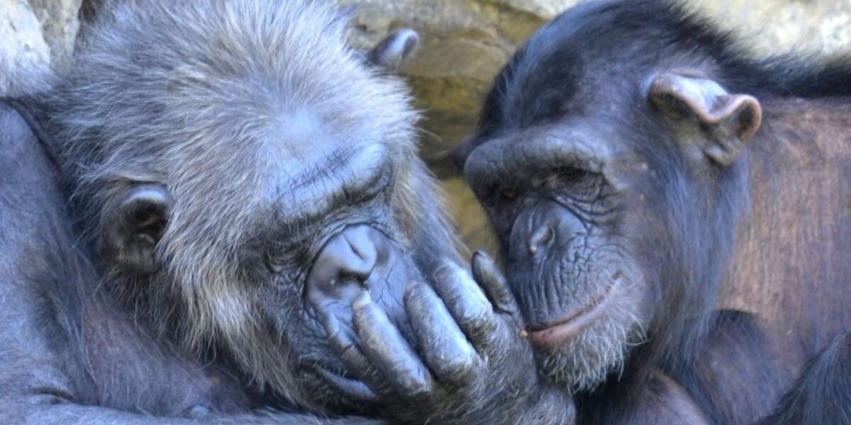 Chimps Pick Their Best Friends Like We Do - The Dodo