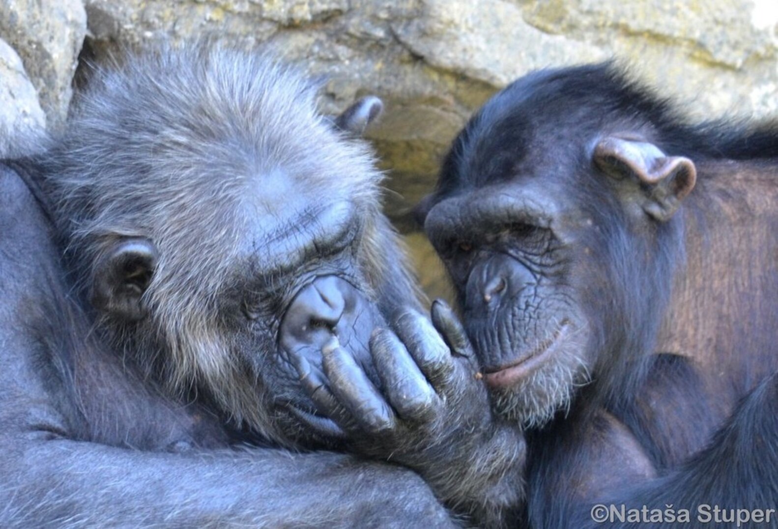 Chimps Pick Their Best Friends Like We Do - The Dodo