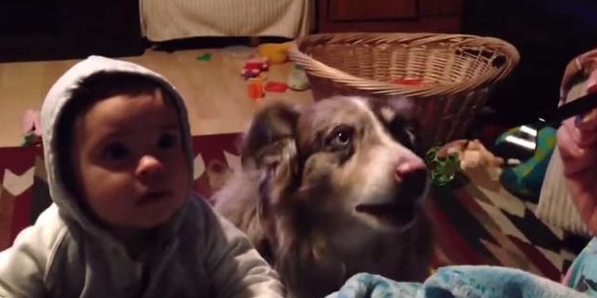 Talking Dog Overshadows Baby's Attempt At First Words - The Dodo