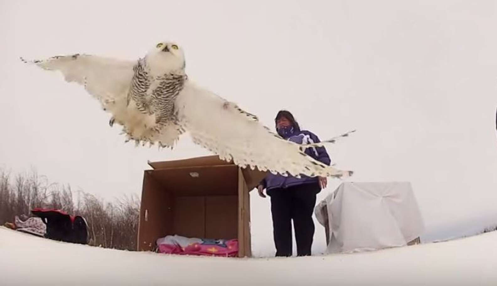 Owl Who Was Stranded At Sea Takes First Flight Back Home - The Dodo