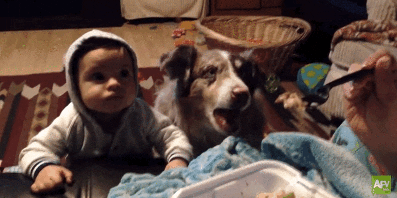 Talking Dog Overshadows Baby's Attempt At First Words - The Dodo