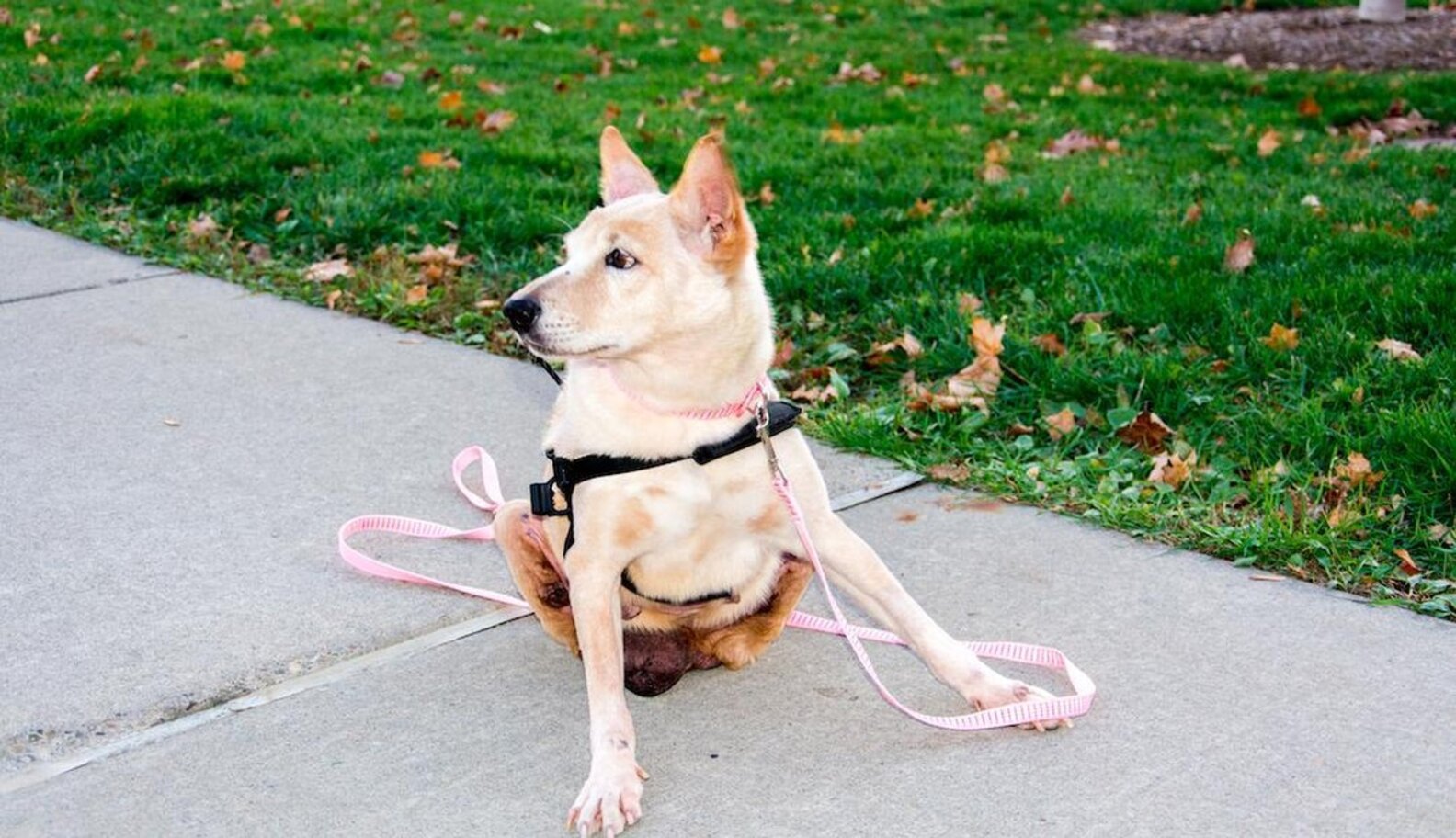 Dog Who Had Legs Cut Off Shocks Everyone With Her Recovery - The Dodo