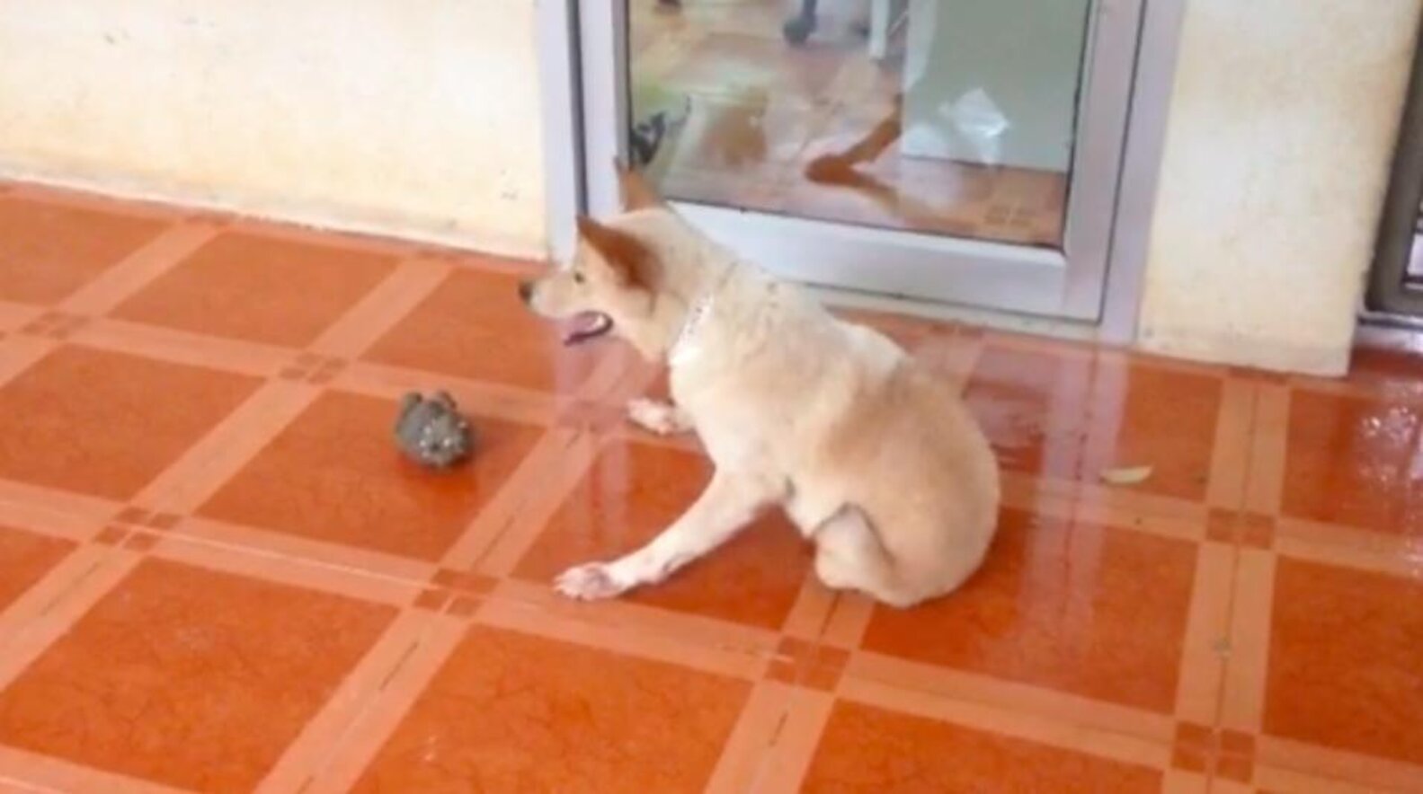 Dog Who Had Legs Cut Off Shocks Everyone With Her Recovery - The Dodo