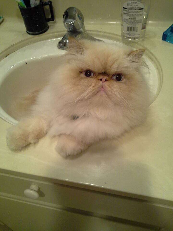26 Cats Who Are Getting Cozy In The ... Sink? - The Dodo