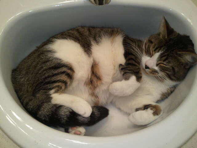 26 Cats Who Are Getting Cozy In The ... Sink? - The Dodo
