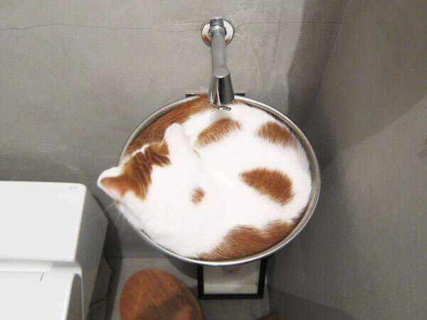 26 Cats Who Are Getting Cozy In The ... Sink? - The Dodo