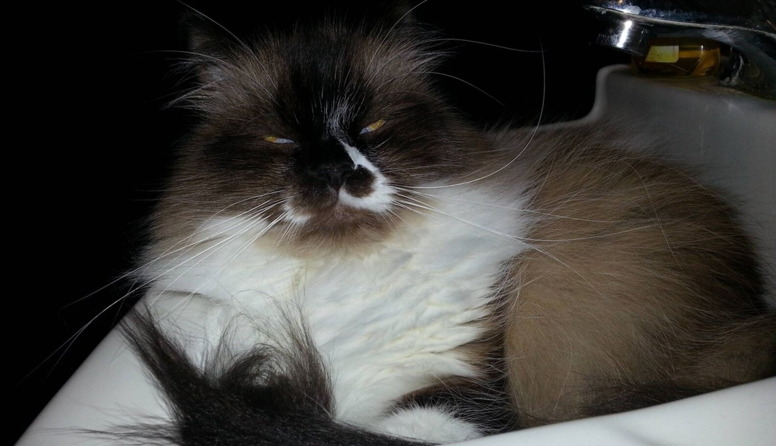 26 Cats Who Are Getting Cozy In The ... Sink? - The Dodo