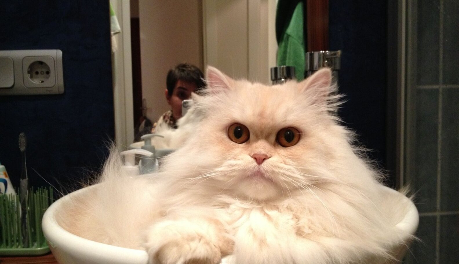 26 Cats Who Are Getting Cozy In The ... Sink? - The Dodo