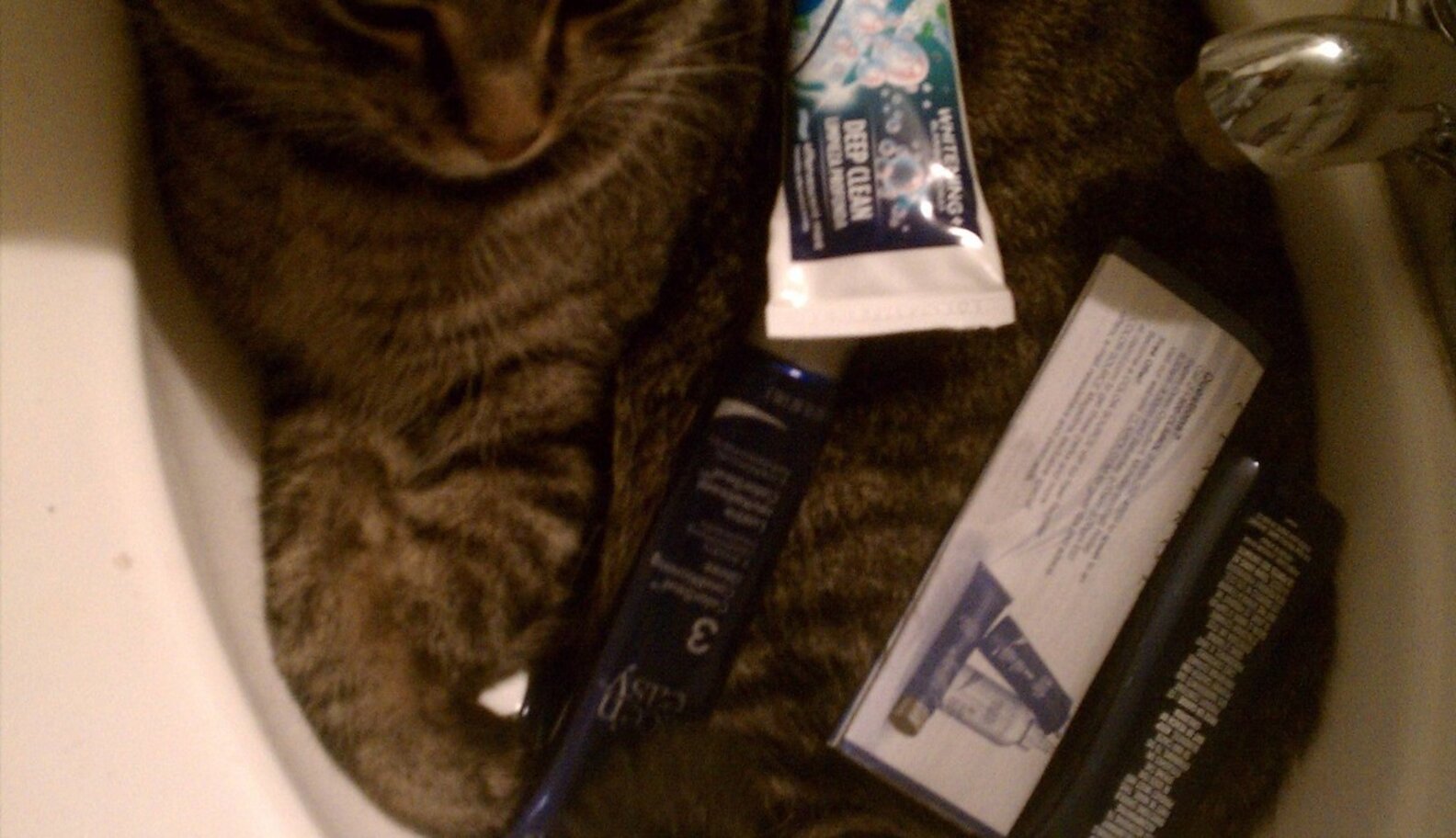 26 Cats Who Are Getting Cozy In The ... Sink? - The Dodo