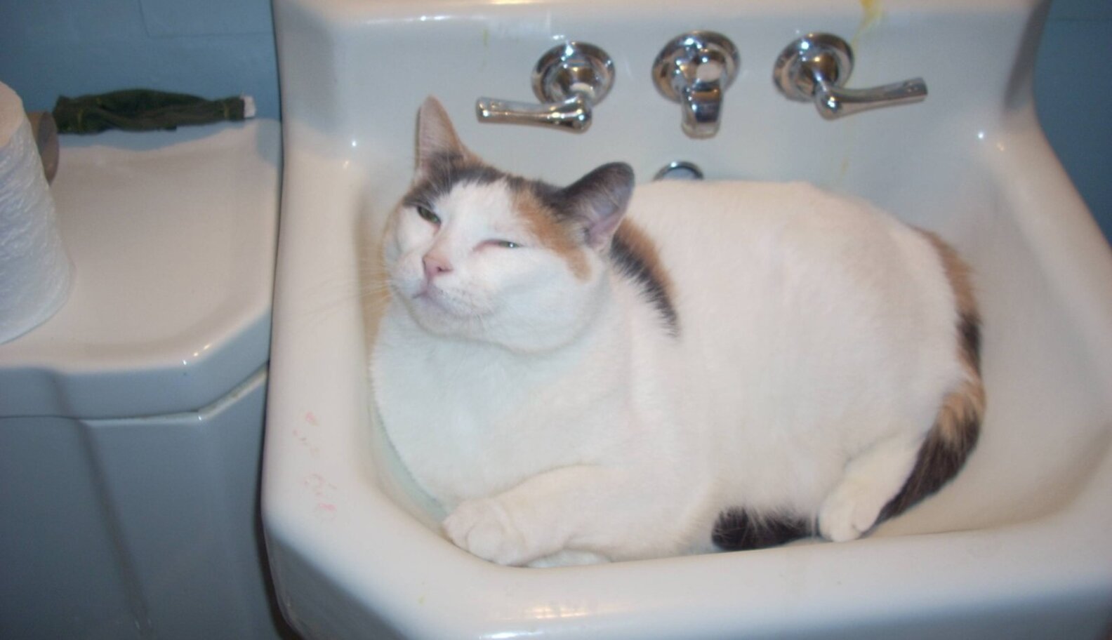 26 Cats Who Are Getting Cozy In The ... Sink? - The Dodo