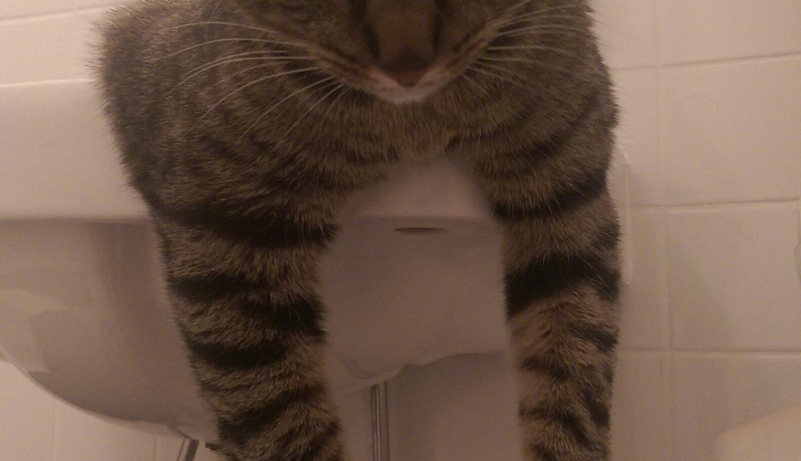 26 Cats Who Are Getting Cozy In The ... Sink? - The Dodo