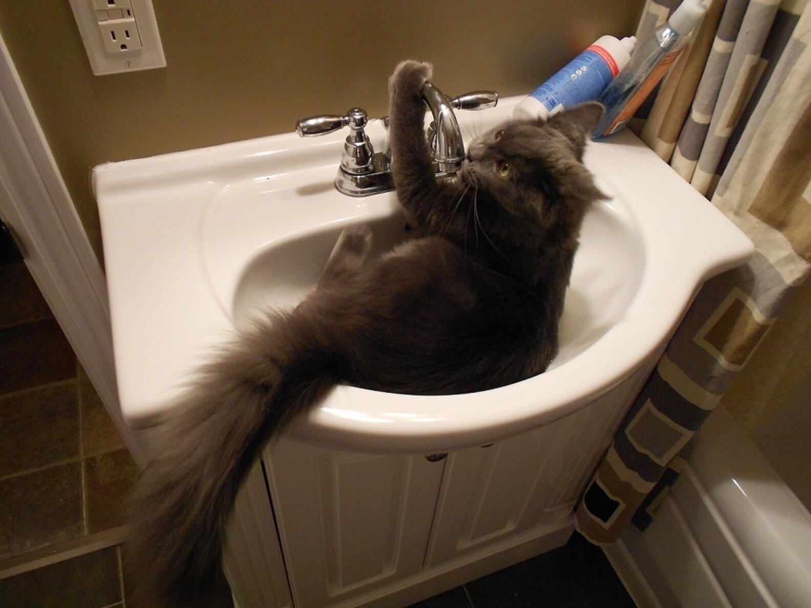 26 Cats Who Are Getting Cozy In The ... Sink? - The Dodo