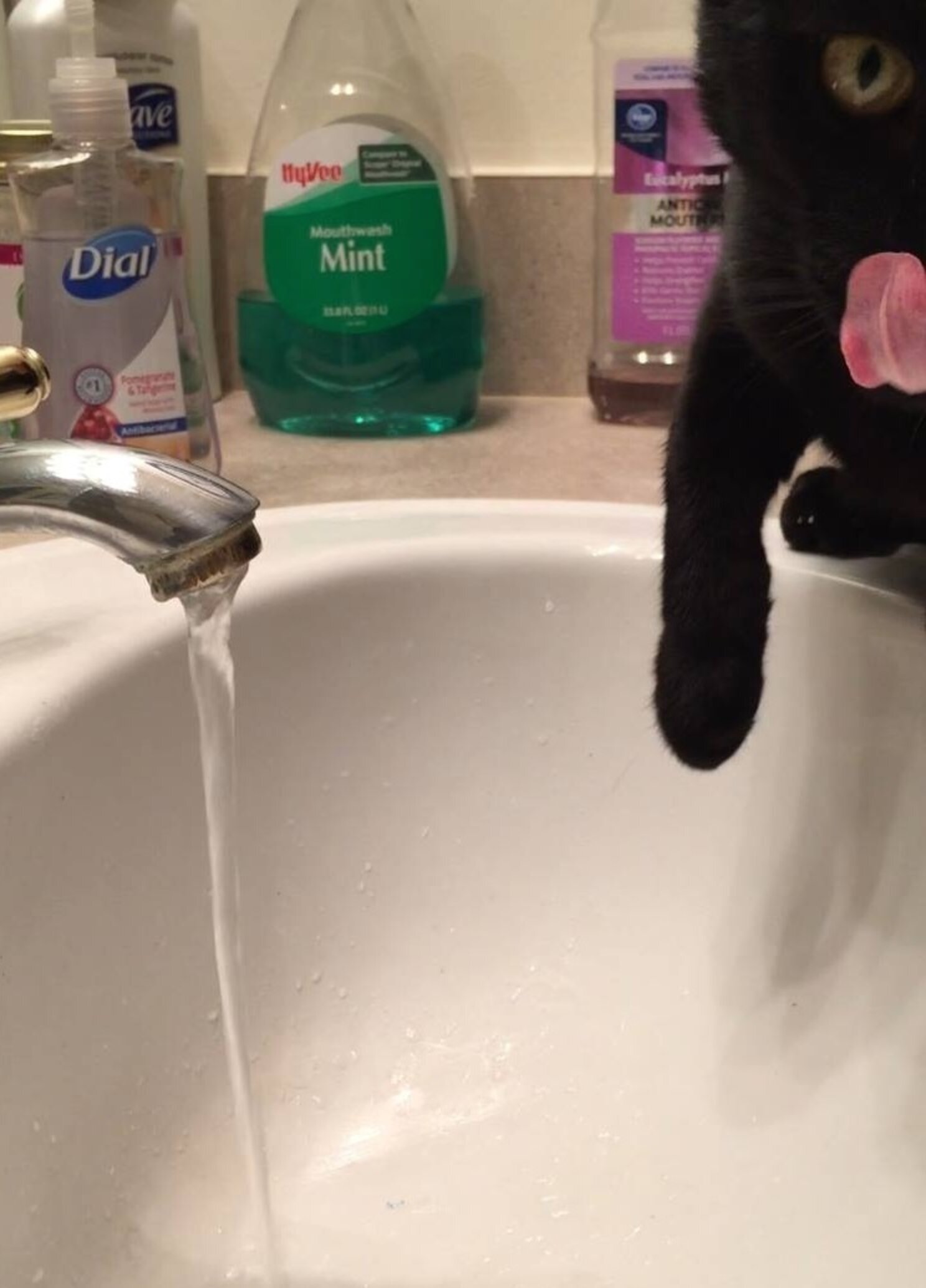 26 Cats Who Are Getting Cozy In The ... Sink? - The Dodo