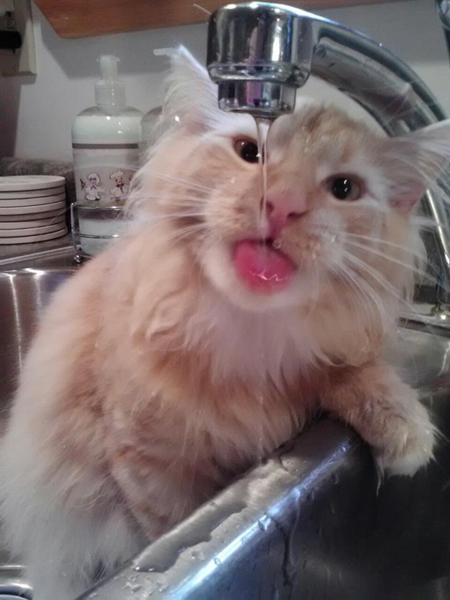 26 Cats Who Are Getting Cozy In The ... Sink? - The Dodo