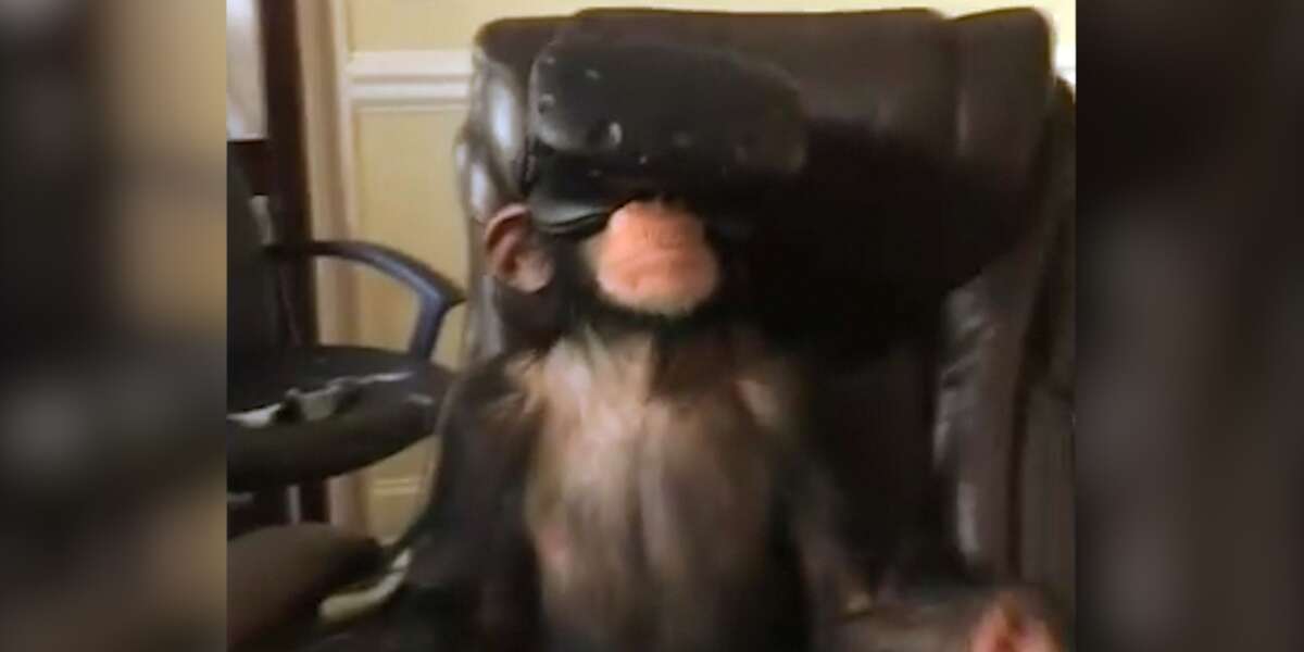 Viral Video Of Virtual Reality Chimp Isn't Cute - The Dodo