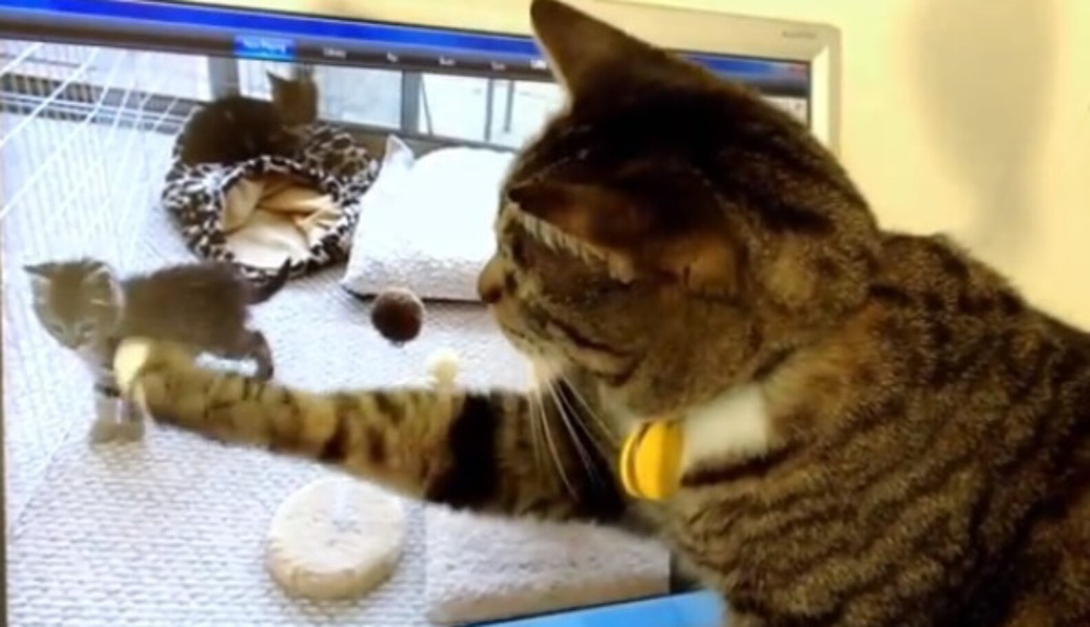 Watch Cat Play With Kittens Through A Computer Screen - The Dodo
