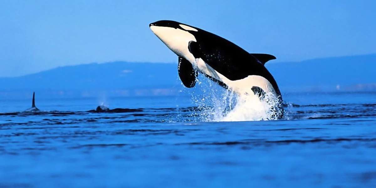 "Blackfish" Clout Soars, SeaWorld Attendance Plummets; Here Are 7 ...