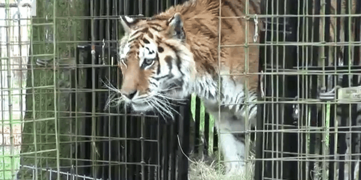 Watch 3 Rescued Tigers Take Their First Steps At Their New Homes - The Dodo