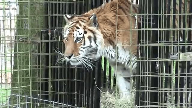 Watch 3 Rescued Tigers Take Their First Steps At Their New Homes - The Dodo
