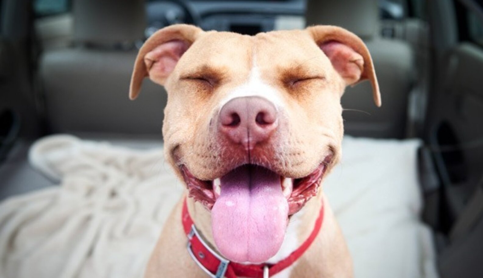 In Defense Of Pit Bulls - The Dodo