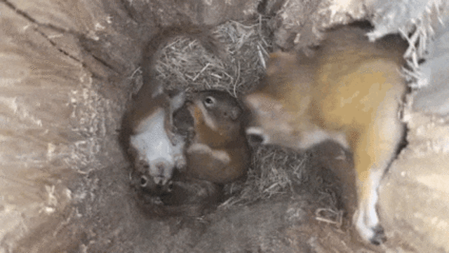 How Do Squirrels Keep Warm In Winter? - The Dodo