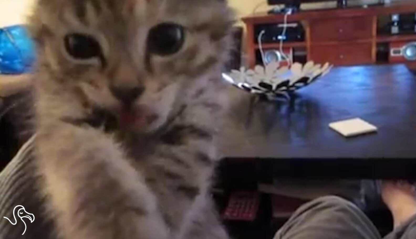 WATCH: YOLO Cats - The Dodo