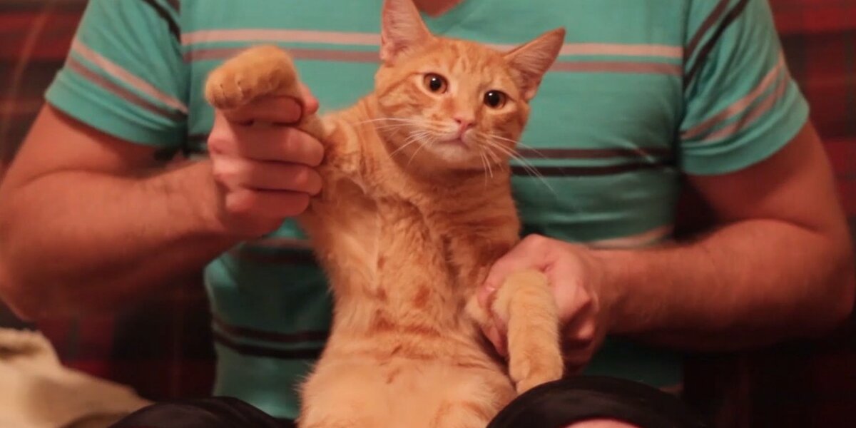 It's International Cat Day — Time To Give Your Cat Some Love - The Dodo