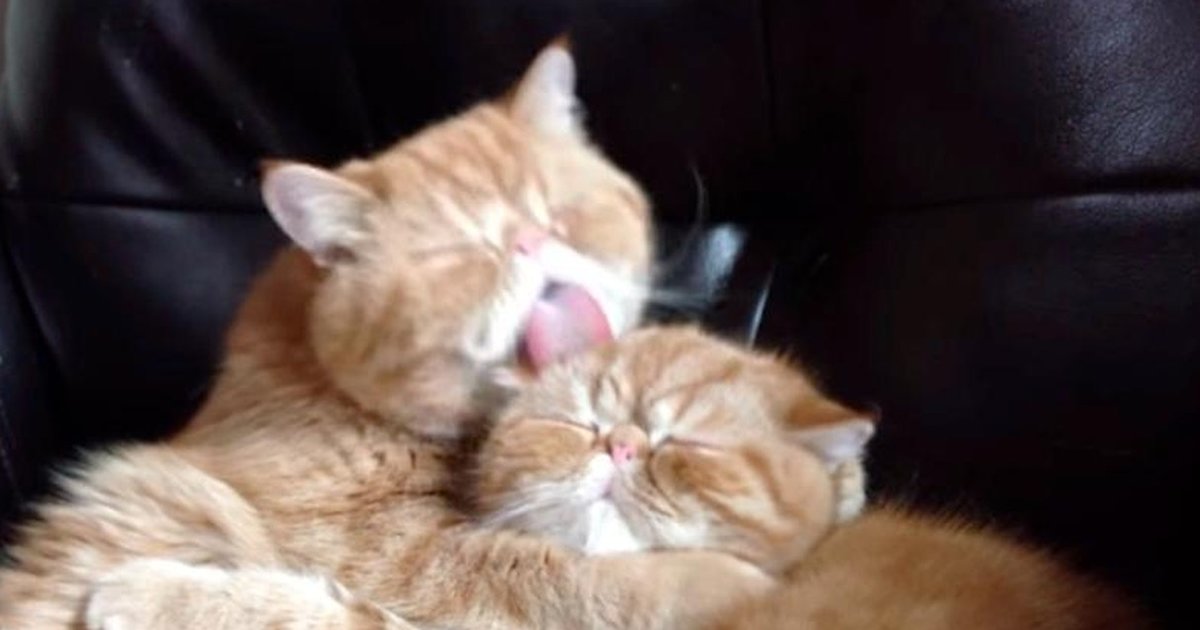 Cat Can't Decide Whether To Cuddle Brother Or Devour Him - The Dodo