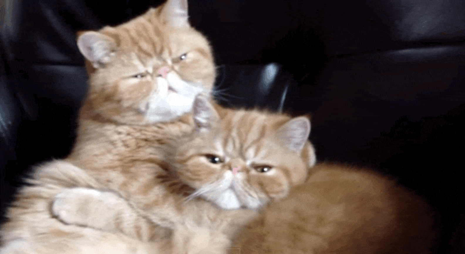 Cat Can't Decide Whether To Cuddle Brother Or Devour Him - The Dodo