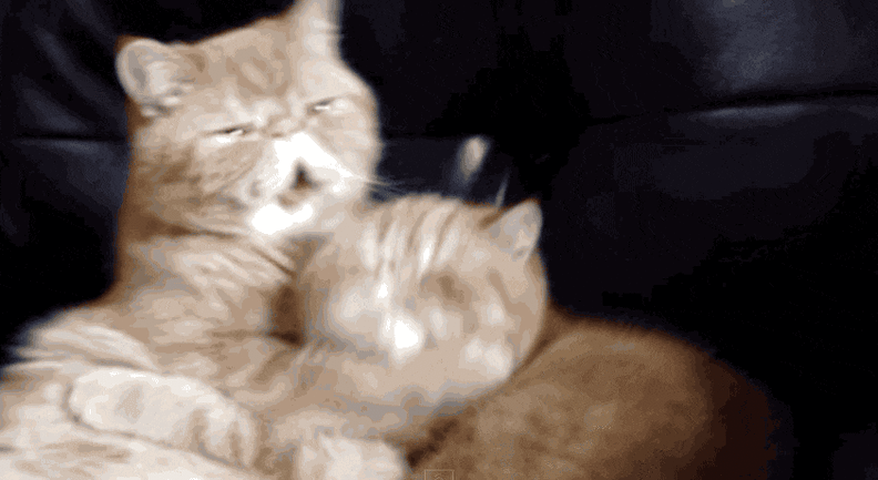 Cat Can't Decide Whether To Cuddle Brother Or Devour Him - The Dodo