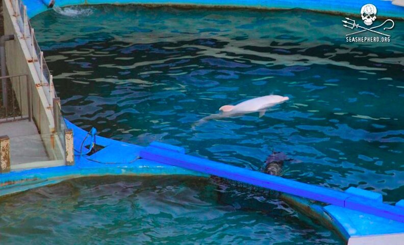 3 Dolphins Captured, 11 Slaughtered As Taiji Hunt Continues - The Dodo