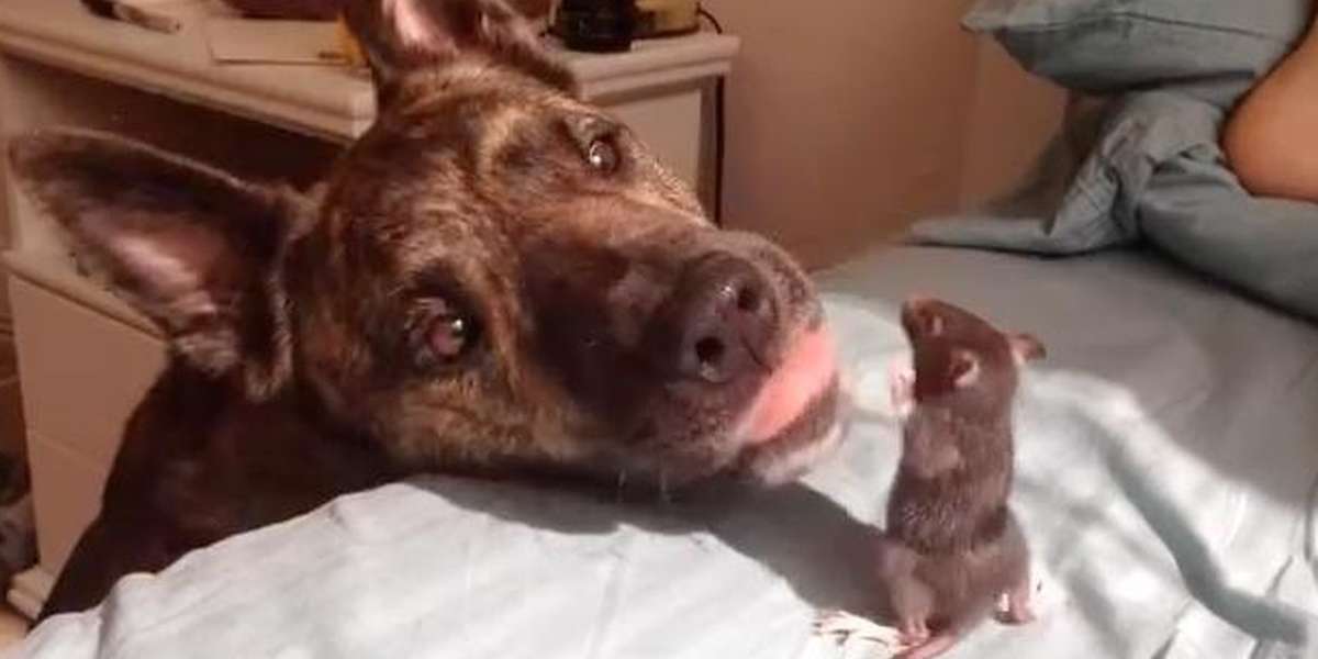 Dog And Rat Can't Stop Kissing Each Other - The Dodo