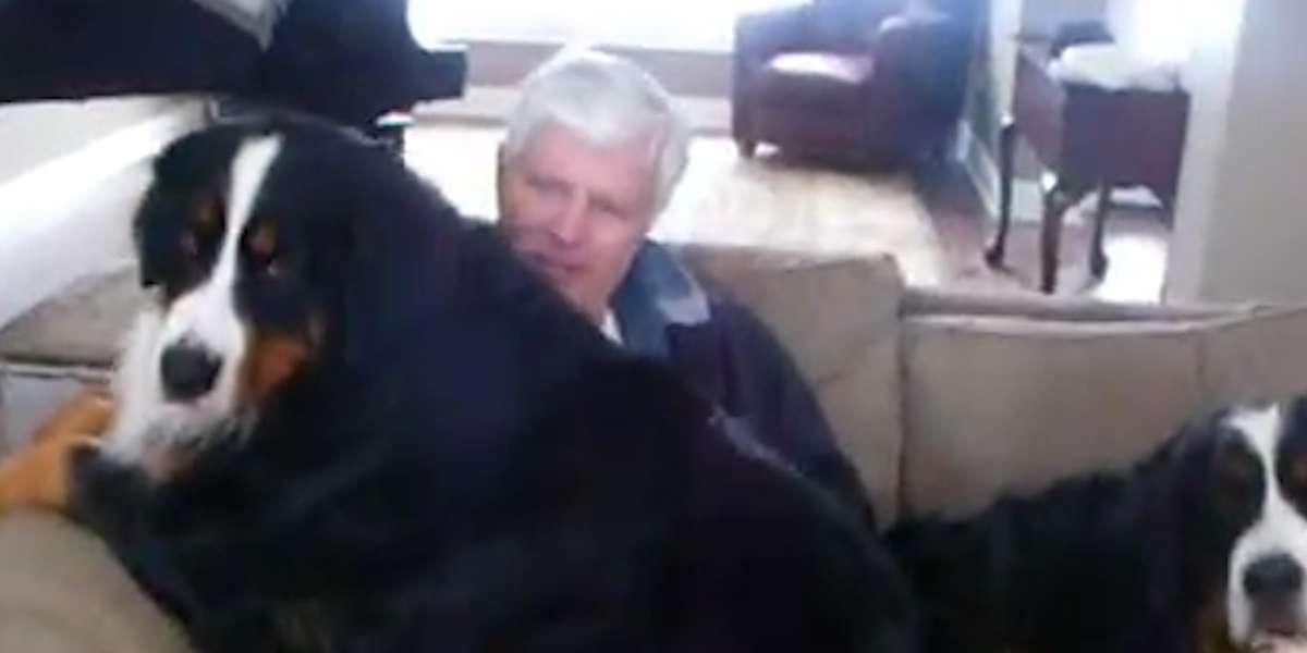 WATCH: Big Dogs Who Think They're Lap Dogs - The Dodo