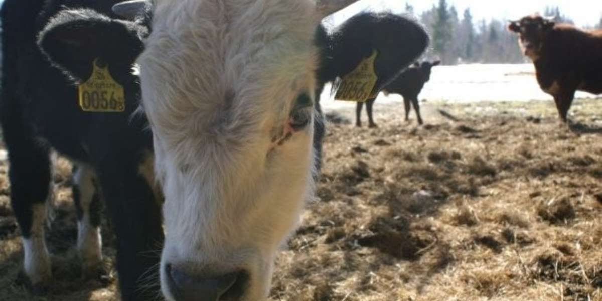 Film Review: Cowspiracy: The Sustainability Secret (2014) - The Dodo