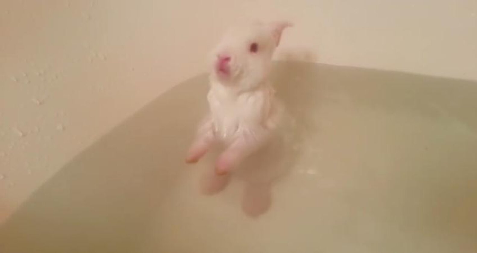 Rabbit Bath Videos Are Actually The Opposite Of Cute - The Dodo