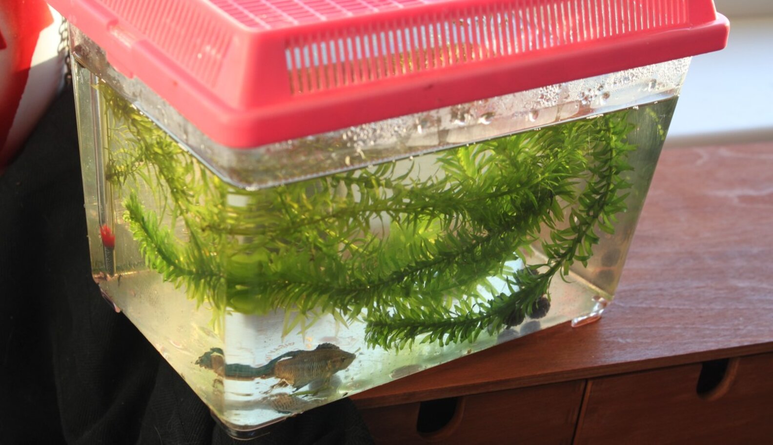 Woman Adopts Half-Dead Fish And Completely Transforms Him - The Dodo