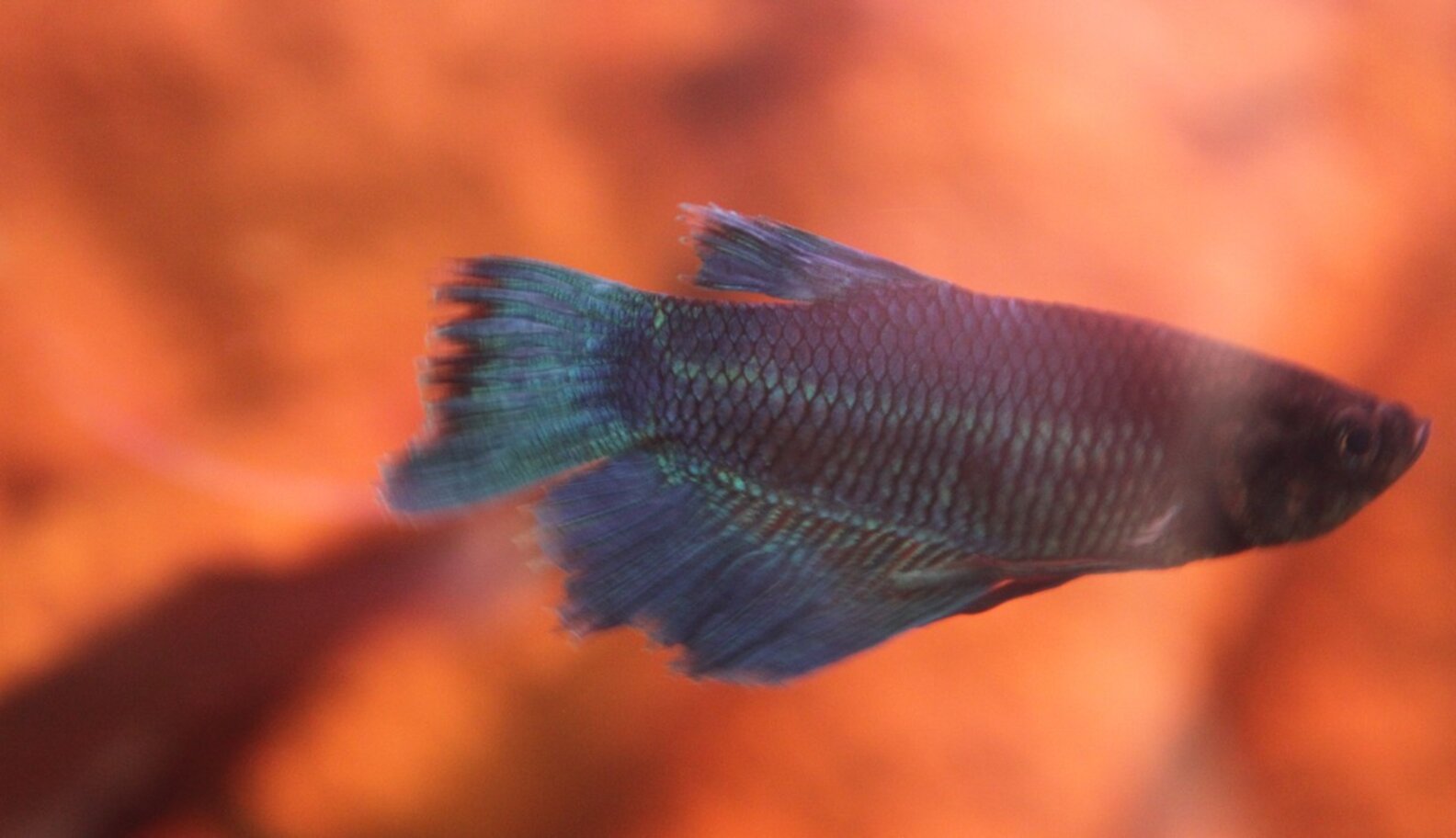 Woman Adopts Half-Dead Fish And Completely Transforms Him - The Dodo