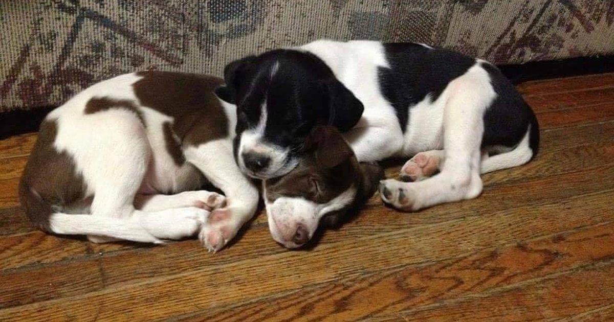 A Fosterversary; Single Girl Saving the Savable - The Dodo