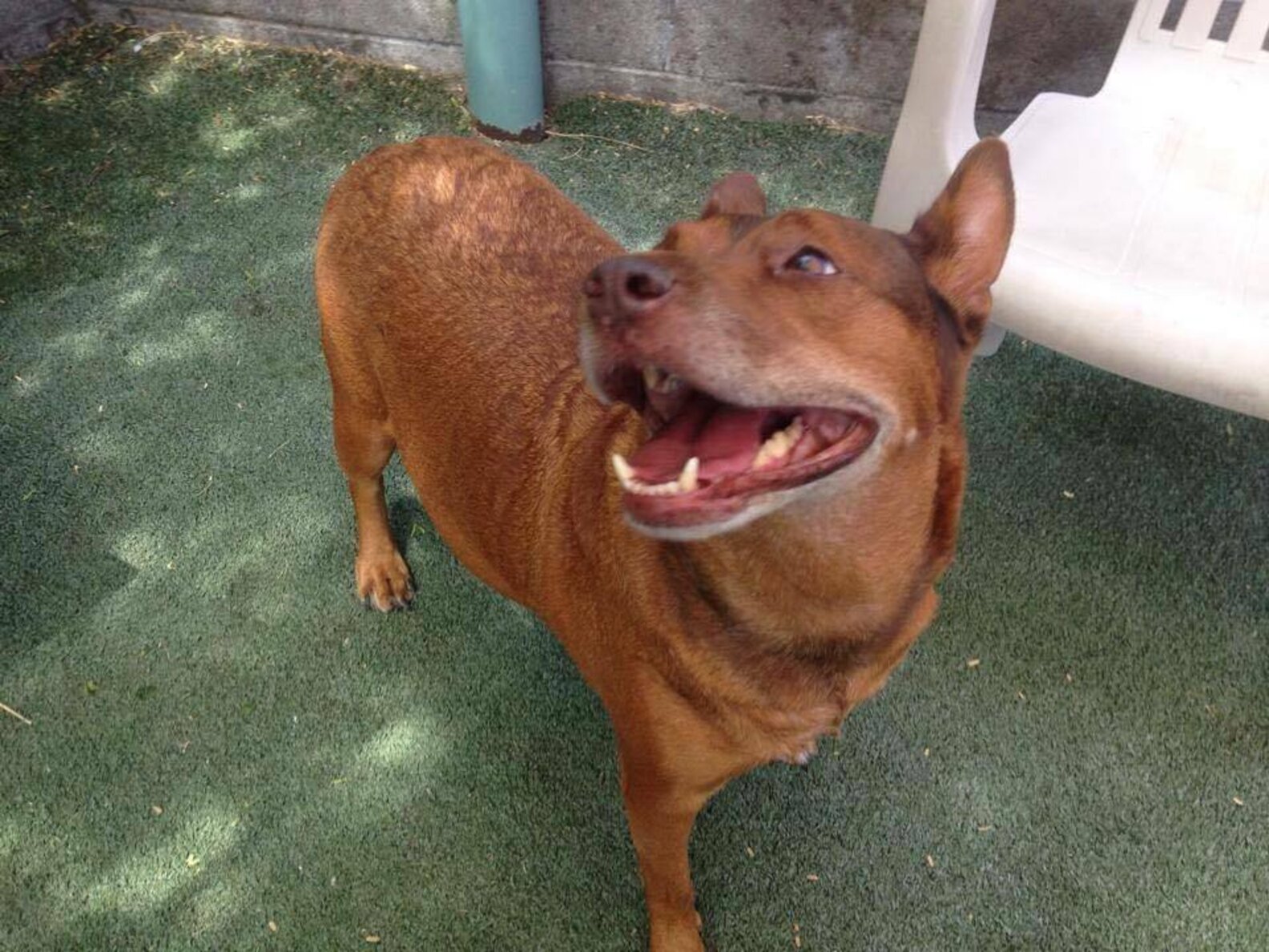 A Fosterversary; Single Girl Saving the Savable - The Dodo