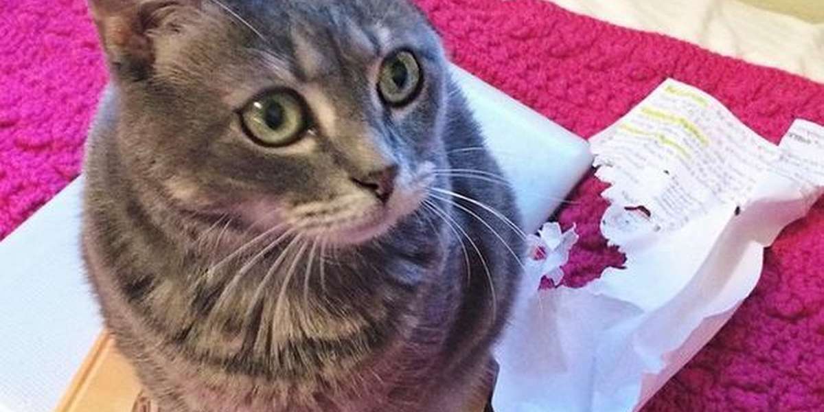 13 Pets Who Are Literally Eating Your Homework - The Dodo