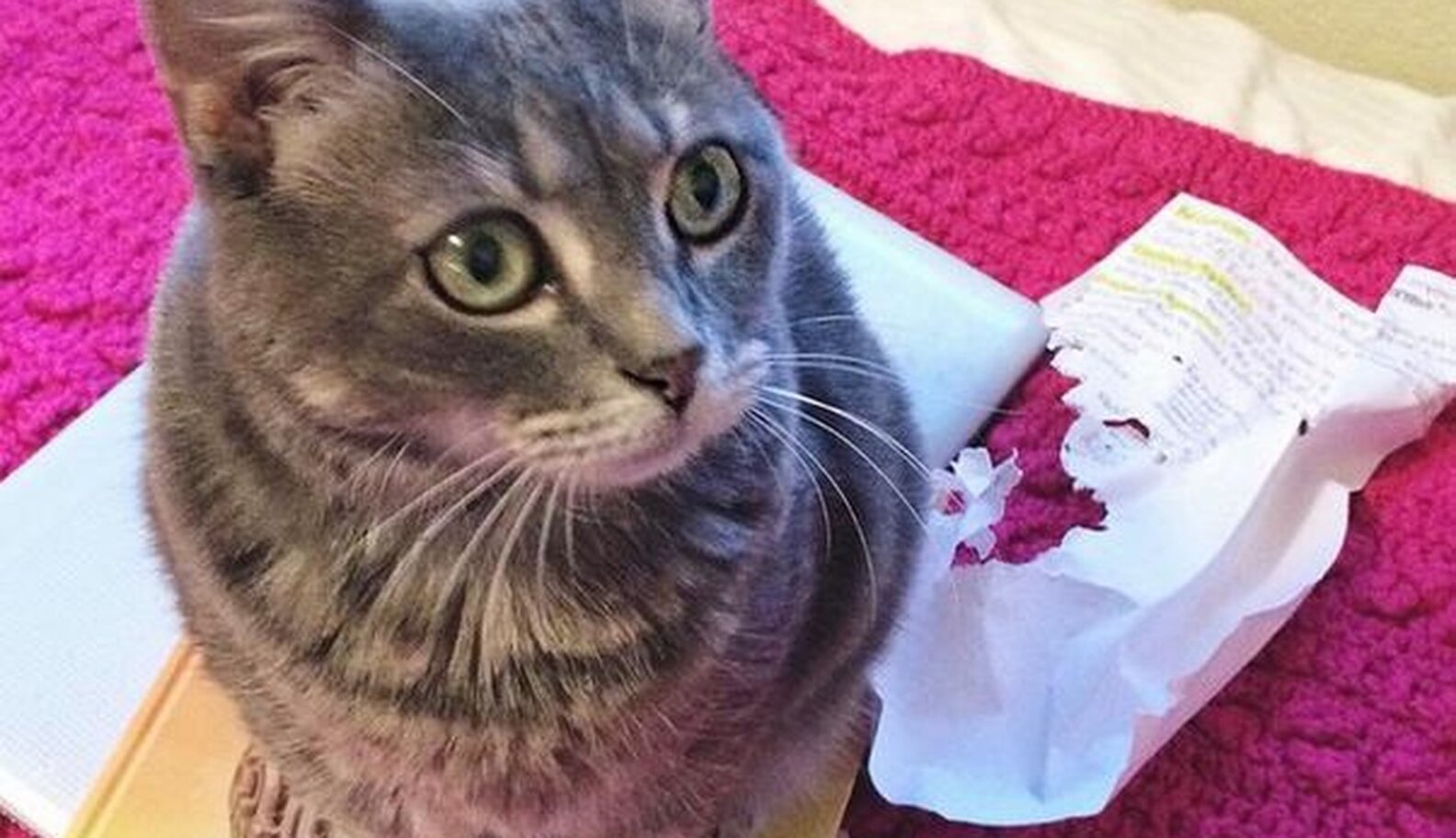 13 Pets Who Are Literally Eating Your Homework - The Dodo