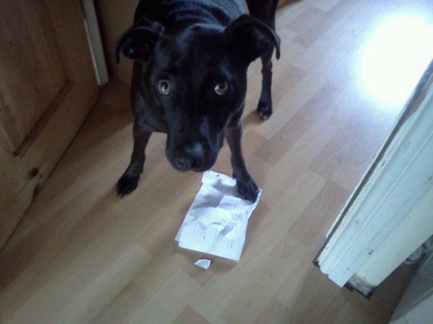 13 Pets Who Are Literally Eating Your Homework - The Dodo