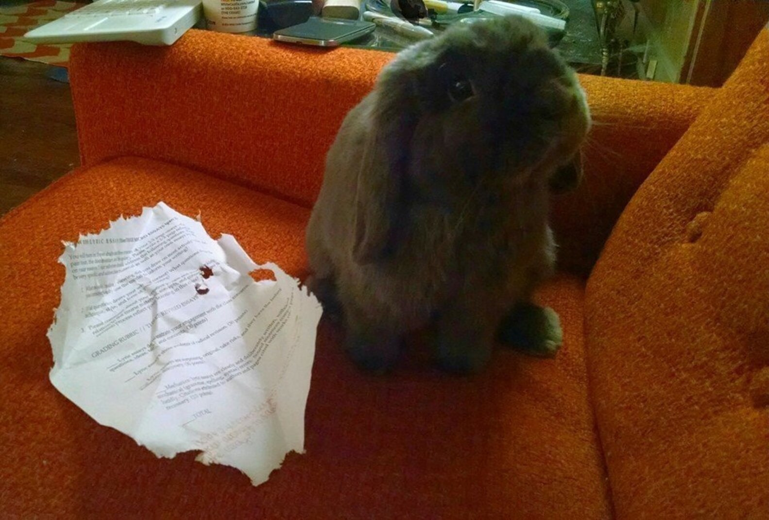 13 Pets Who Are Literally Eating Your Homework - The Dodo