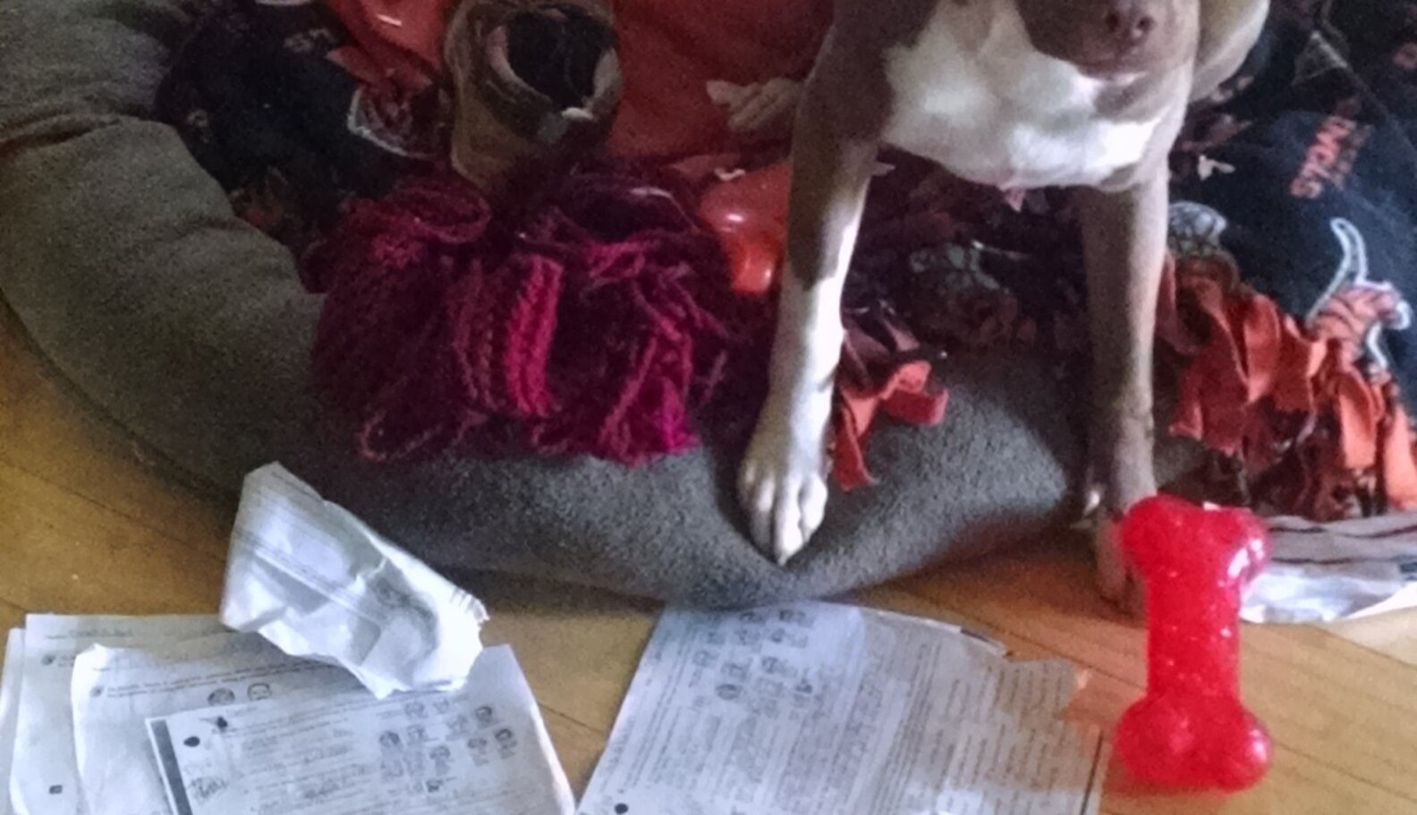 13 Pets Who Are Literally Eating Your Homework - The Dodo