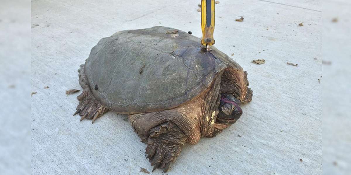 Someone Tried To Kill This Old Turtle, But She Refused To Give Up - The ...