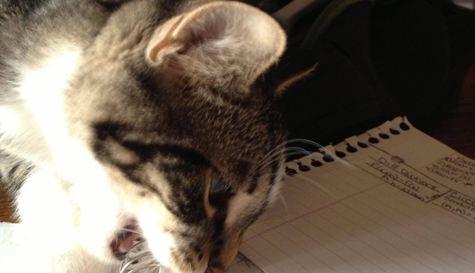 13 Pets Who Are Literally Eating Your Homework - The Dodo